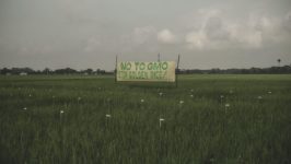 Why We Oppose Golden Rice