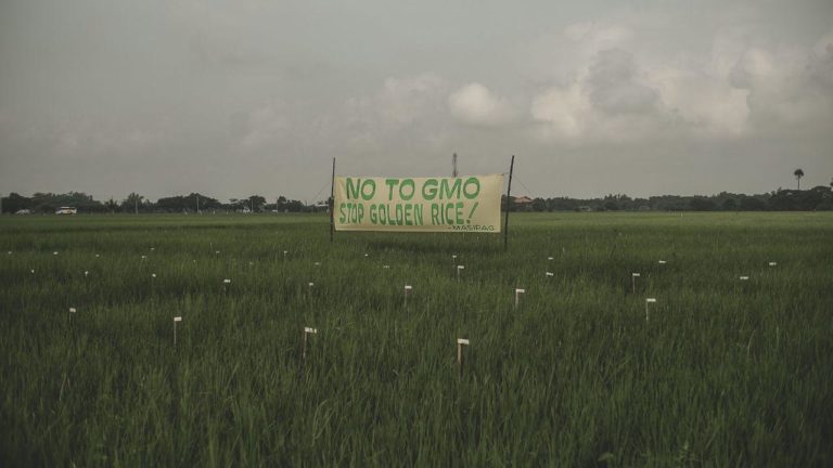 Why We Oppose Golden Rice