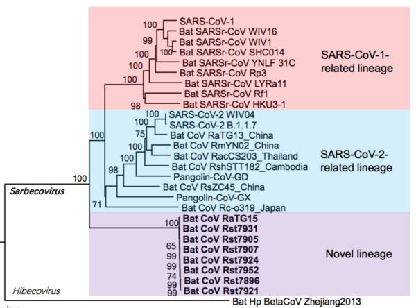 Phylogeographic Mapping of Newly Discovered Coronaviruses Pinpoints the ...